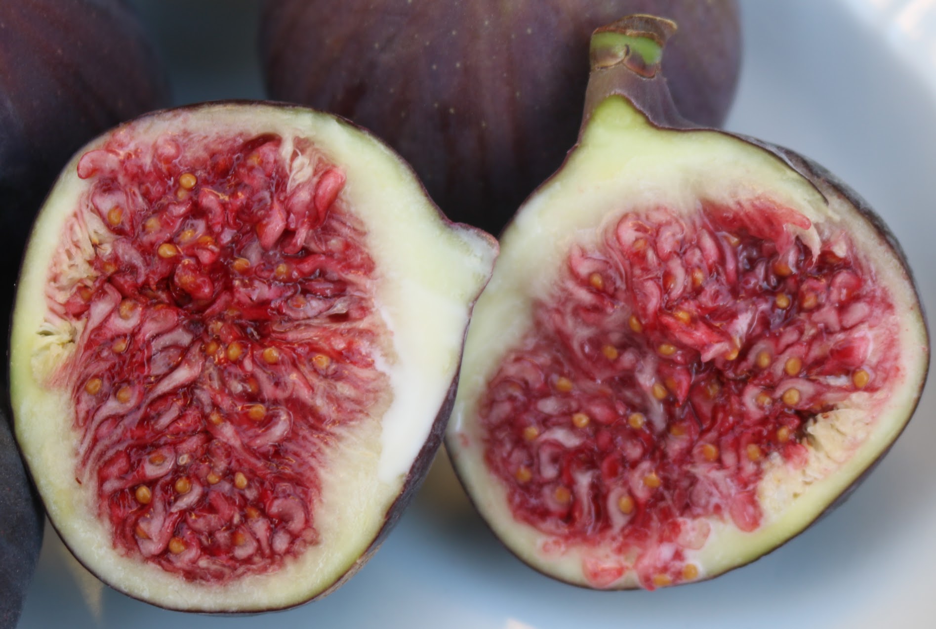 Now bring us some Figgy Pudding! - Botany Karen