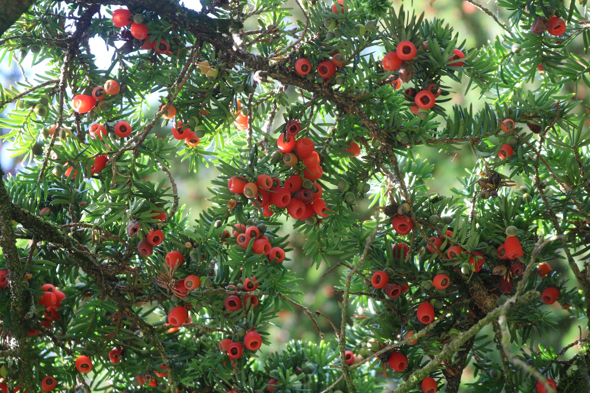 Yew: The First Christmas Tree - Botany Karen