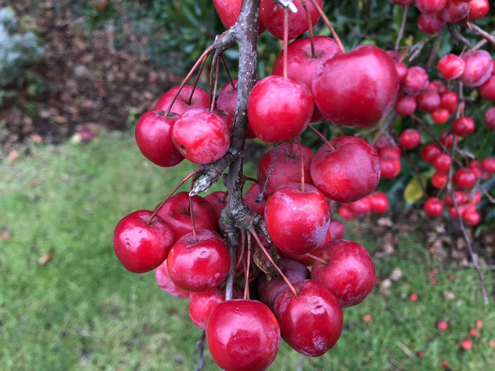 A Tree dressed for Christmas - Botany Karen