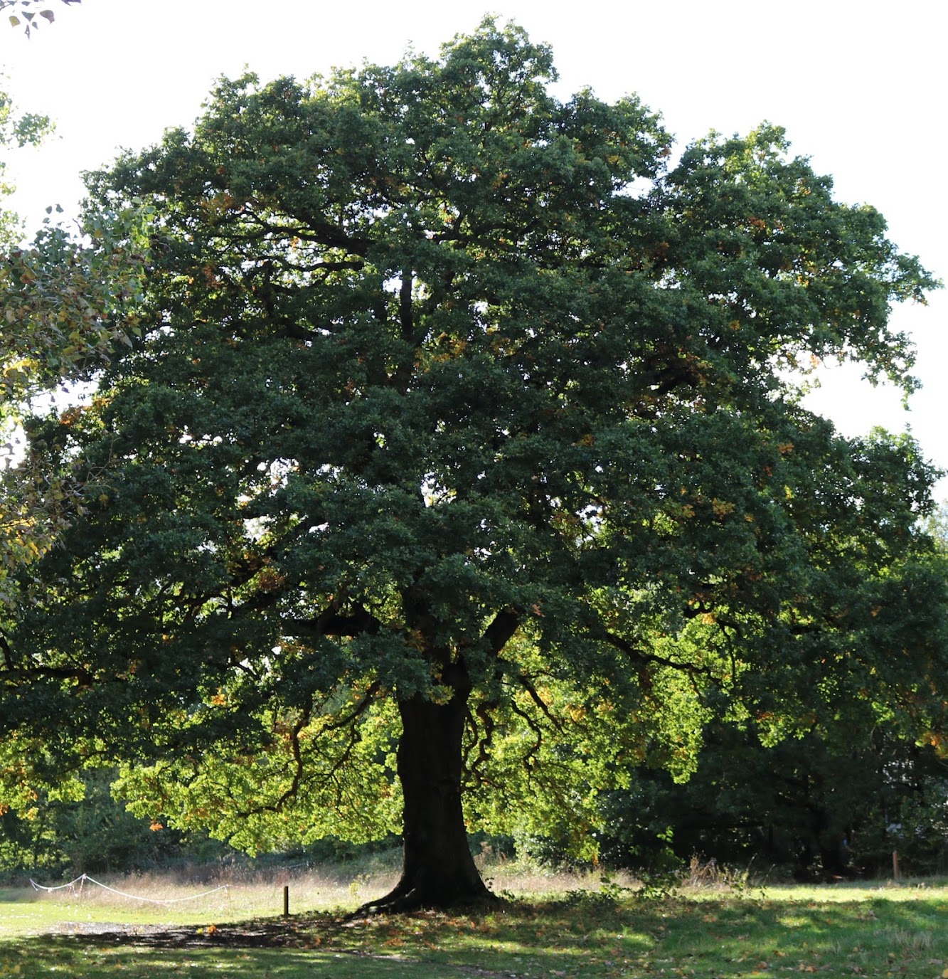 St Boniface and the Pagan Oak - Botany Karen