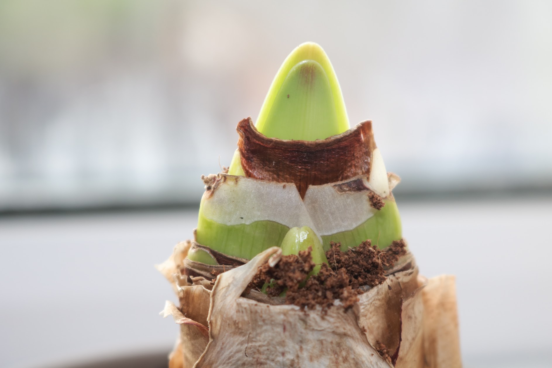 Amaryllis from Bulb to Flowers - Botany Karen