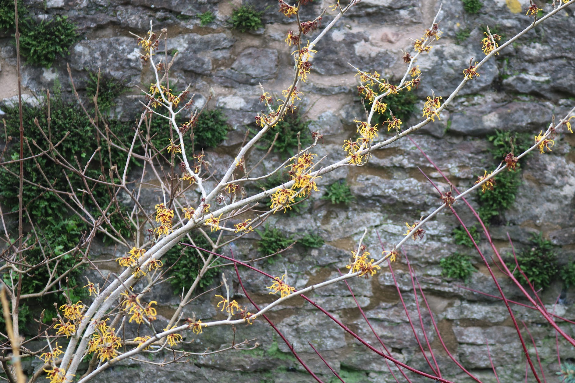 Winter-flowering Witch Hazel - Botany Karen